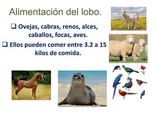 Conoces a los lobos | PPTX