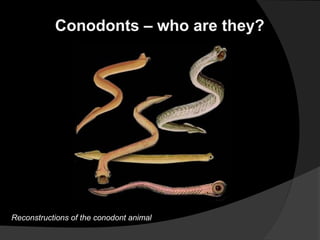Conodont | PPT