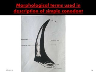 SIGNIFICANCE OF CONODONTS IN MICROFOSSIL HISTORY | PPTX