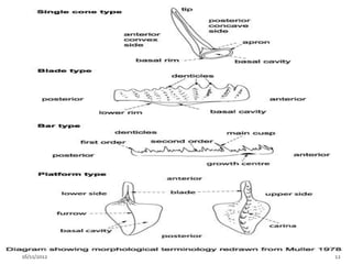 Conodont Morphology
