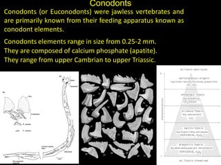 conodonts first discovery and introduction | PDF