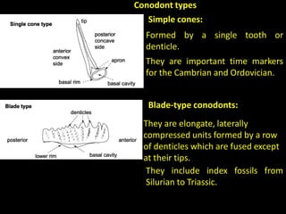 conodonts first discovery and introduction | PDF