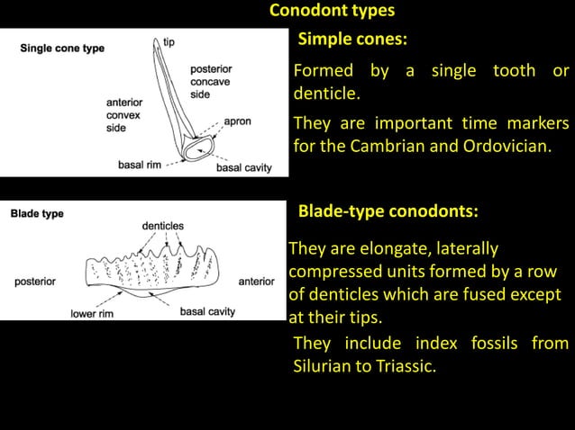 conodonts first discovery and introduction | PDF