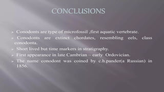 conodonts.pptxggghhhghhhhhhhhhhbhhjhhhhb | PPT