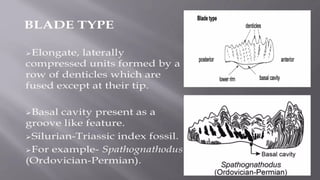 conodonts.pptxggghhhghhhhhhhhhhbhhjhhhhb | PPTX | Science