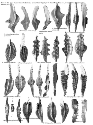 Conodont species | PPTX