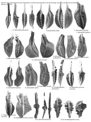 Conodont species | PPTX