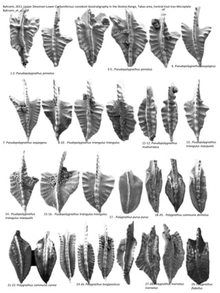 Conodont species | PPTX