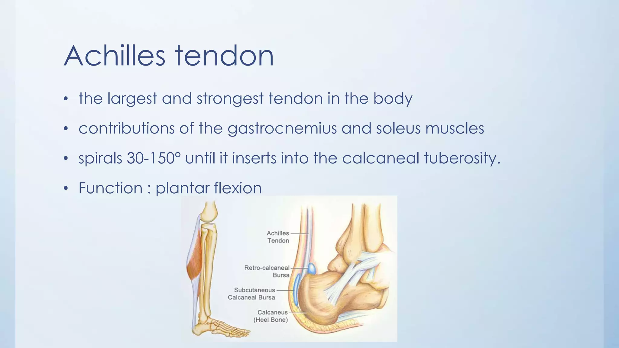 achilles tendon injury | PDF