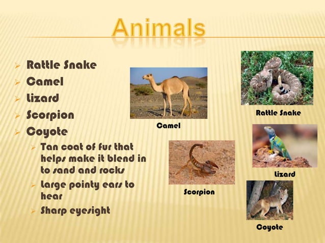 Conor and Trevor | PPT