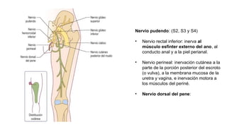 Síndromes medulares sindrome de cono y cauda.pptx