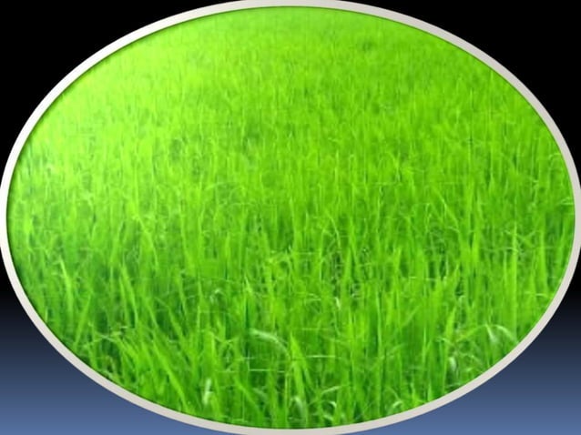 Conscientisation | PPTX