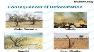 Conscientization programme - deforestation | PPT