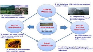Conscientization programme - deforestation | PPT