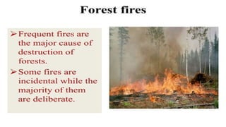 Conscientization programme - deforestation | PPTX