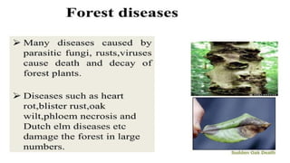 Conscientization programme - deforestation | PPT