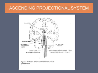 CONSCIOUSNESS-SYSTEM.ppt