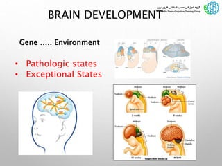 Consciousness and attention | PPSX