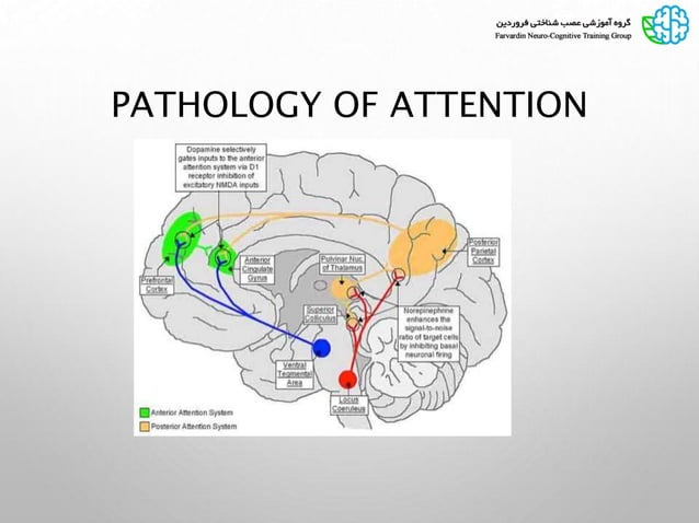 Consciousness and attention | PPSX