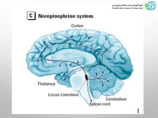 Consciousness and attention | PPSX