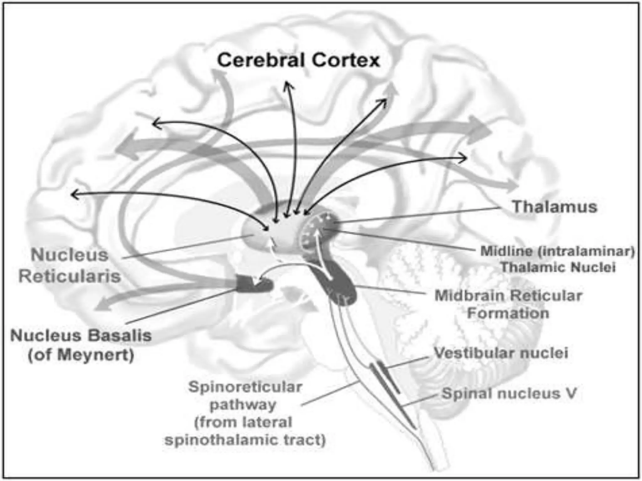 Consciousness, ras and approach to coma | PPTX