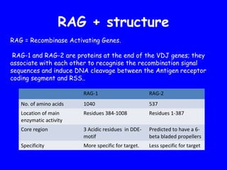 Consequences of a mutation on RAG proteins | PPT