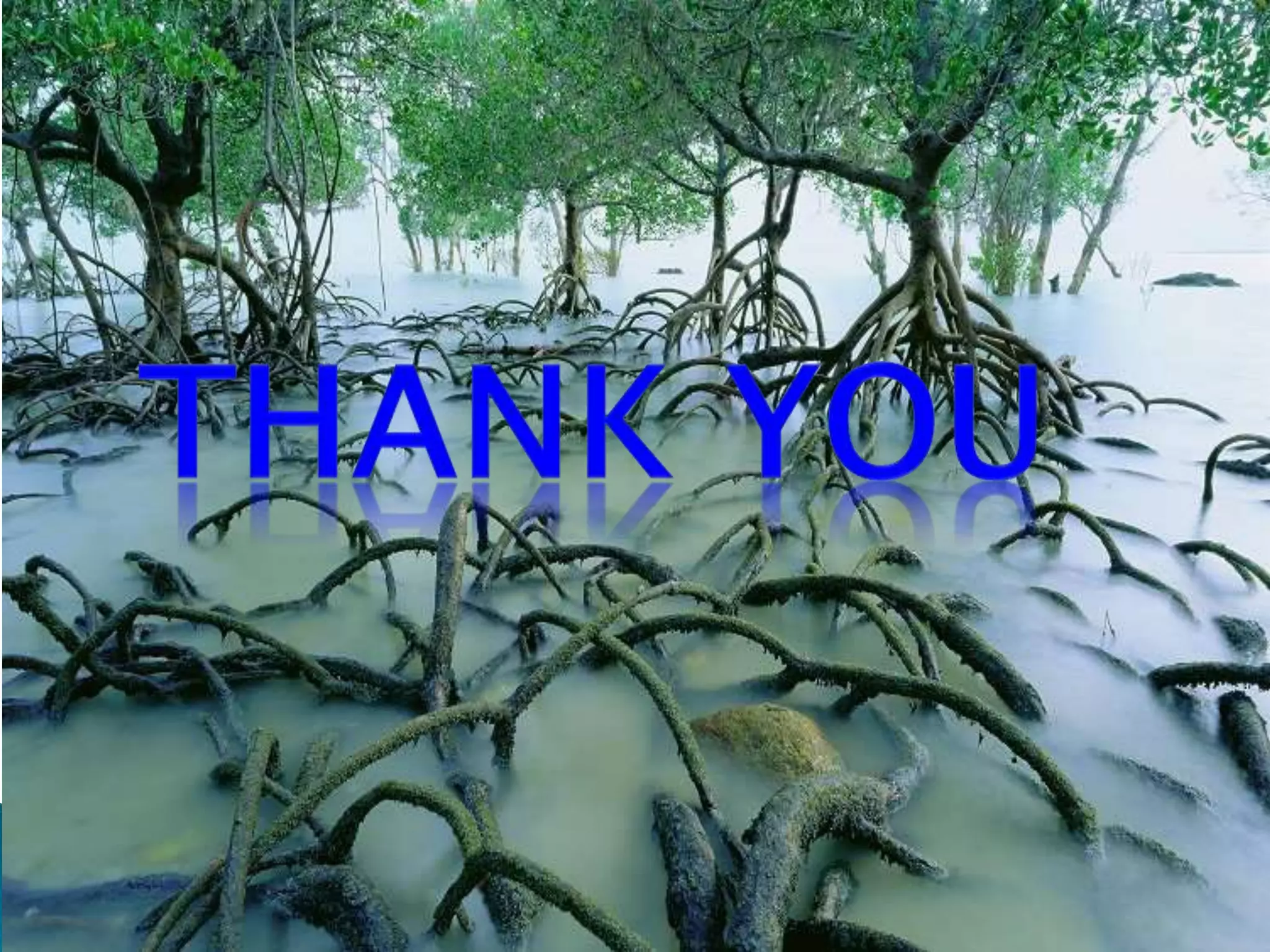 Conservation of mangroves | PPTX