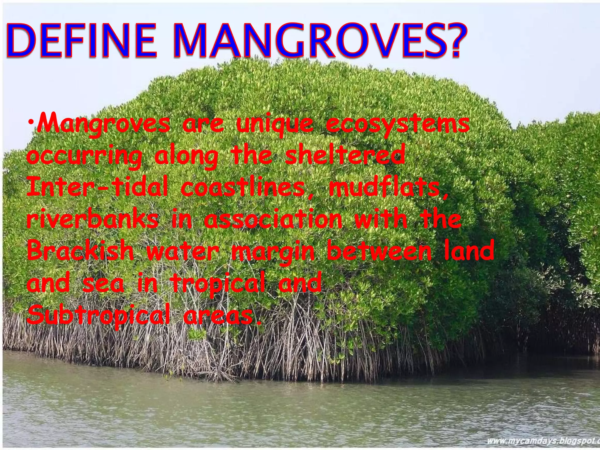 Conservation of mangroves | PPTX