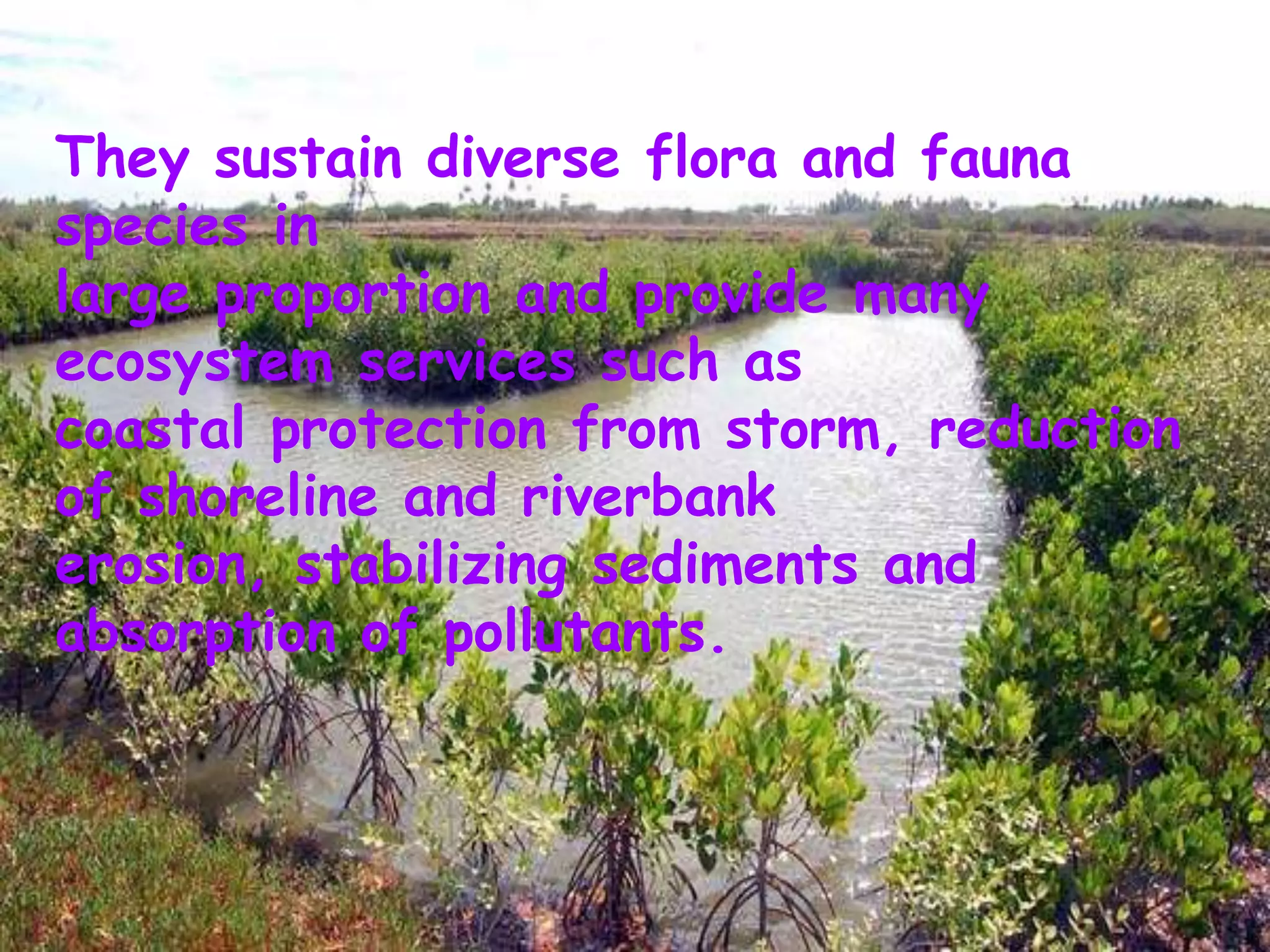 Conservation of mangroves | PPTX