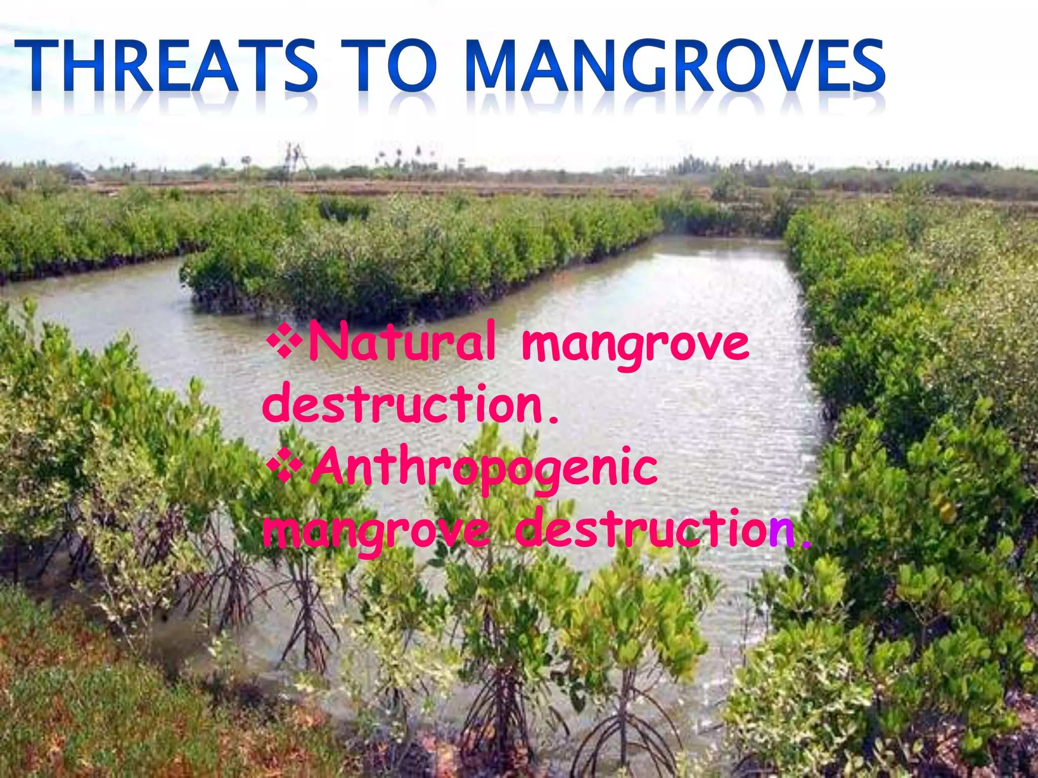 Conservation of mangroves | PPTX