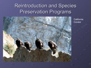 Conservation Biology | PPT