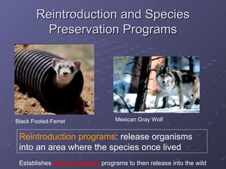 Conservation Biology | PPT