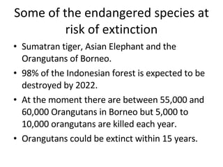 Conservation In Borneo | PPT
