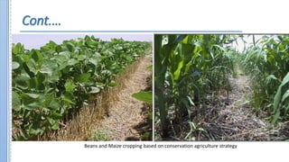 Conservational Agriculture | PPTX