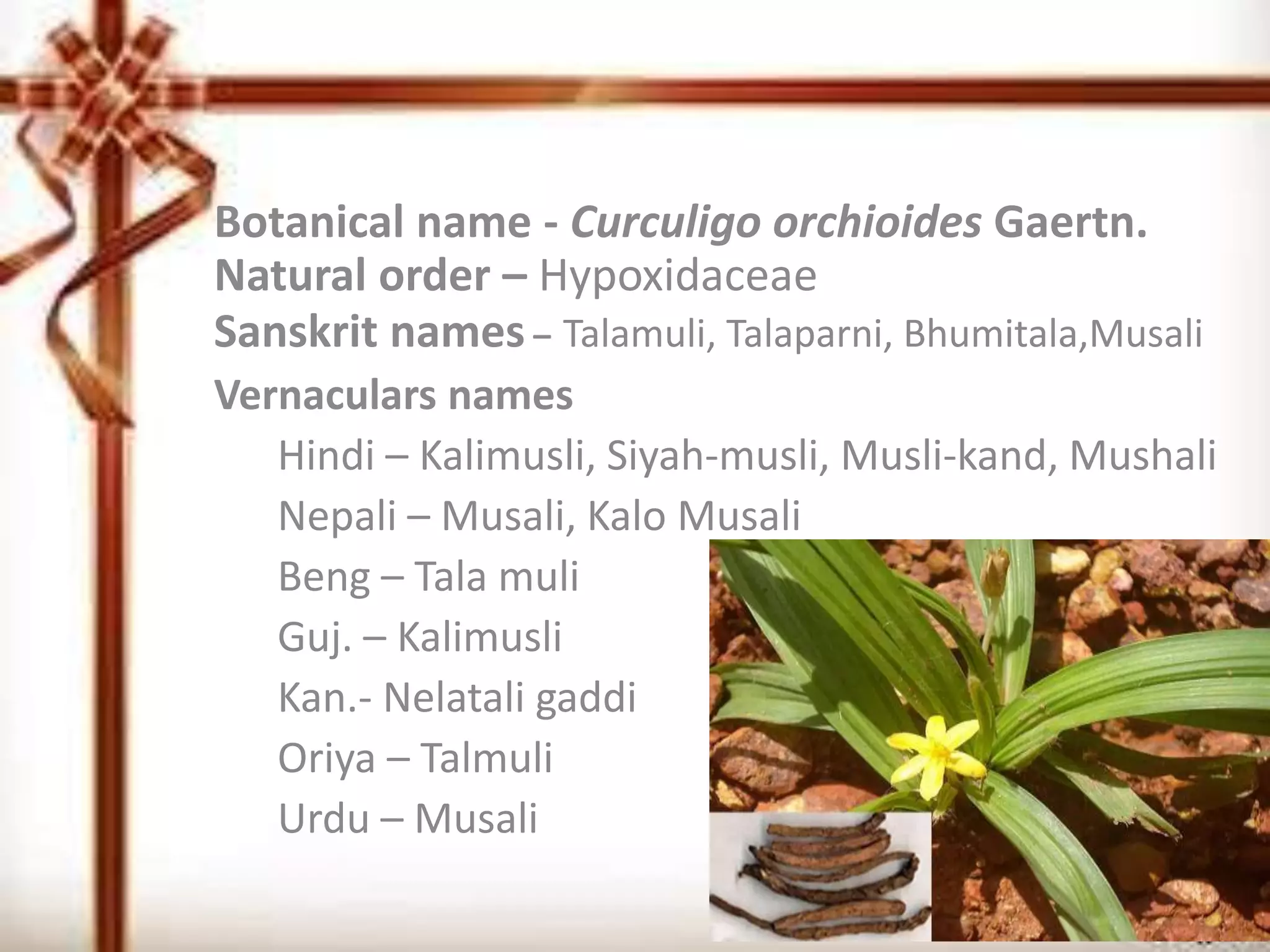 Conservation and cultivation of curculigo orchioides | PPTX