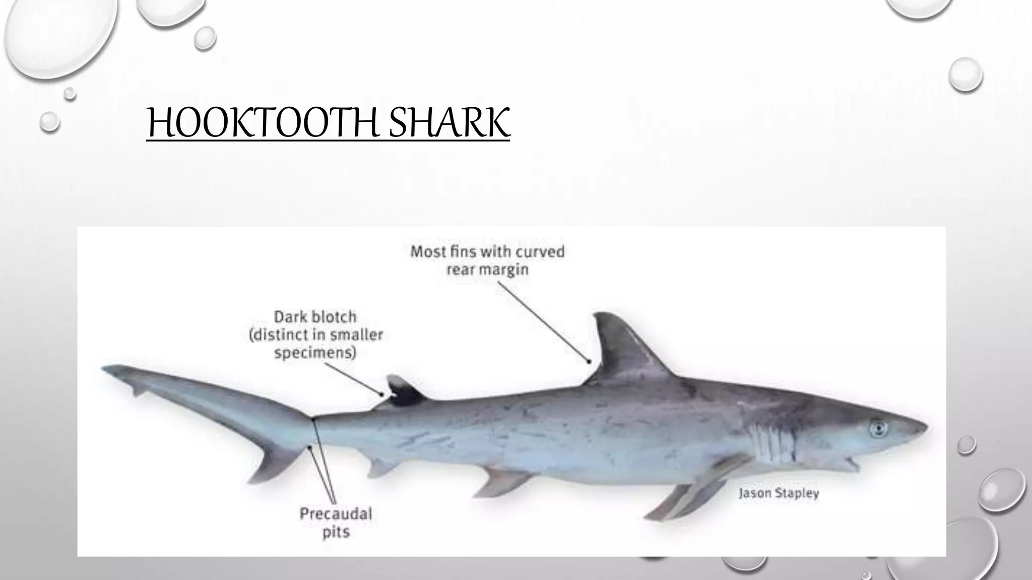 Conservation and management of fishes | PPTX