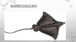 Conservation and management of fishes | PPTX | Fish and Aquariums | Pets