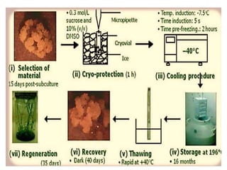 Conservation and preservation of germplasm | PPTX