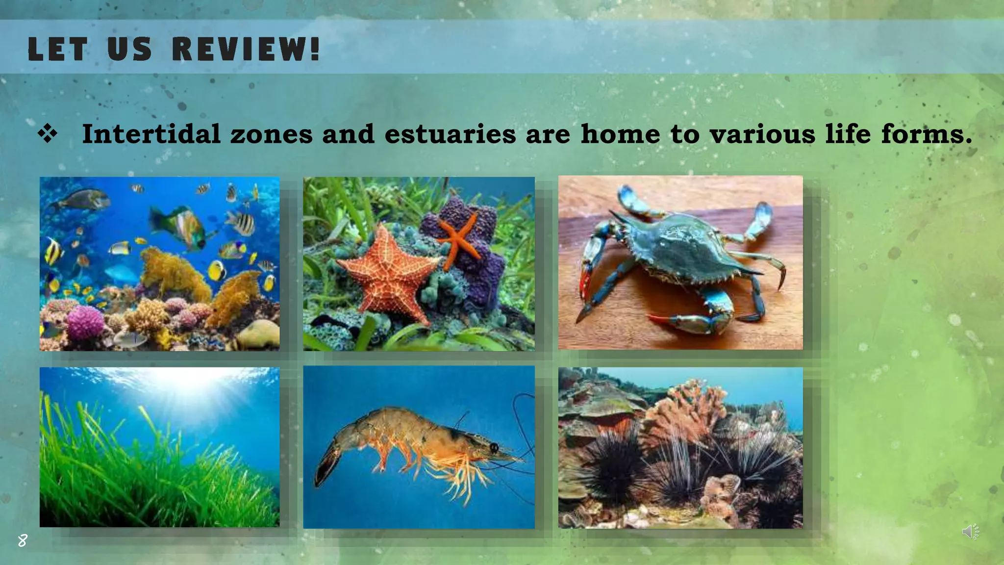 Conservation and Protection of Estuaries and Intertidal Zones.pptx