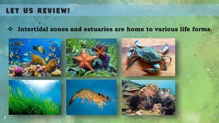 Conservation and Protection of Estuaries and Intertidal Zones.pptx