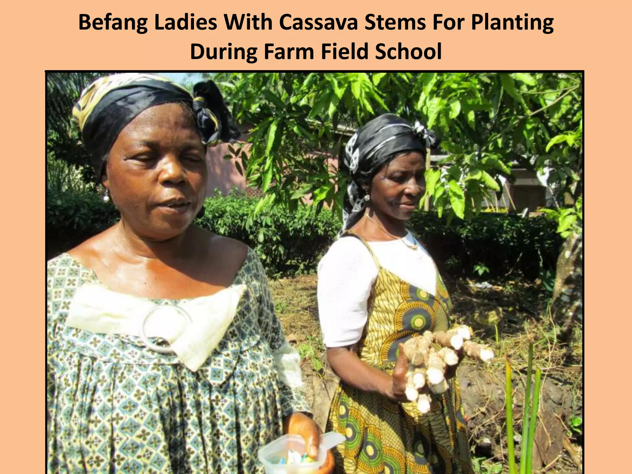 Conservation farming cameroon part 2 befang | PPTX