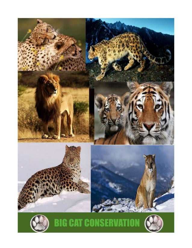 Conservation for big cats | PDF
