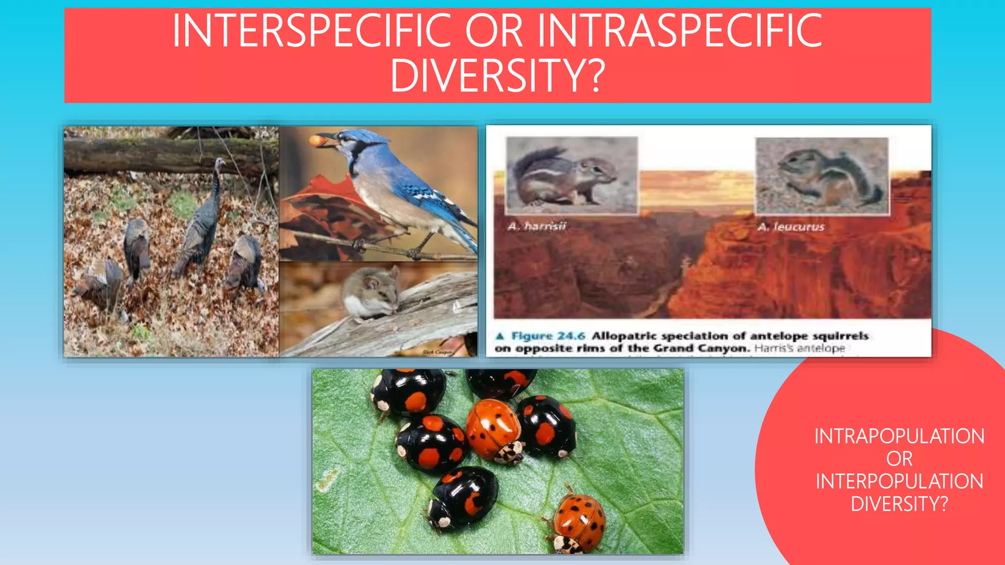 Genetics Chapter 24:Conservation Genetics | PPTX