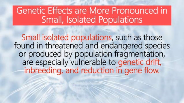 Genetics Chapter 24:Conservation Genetics | PPTX | Genetics | Science