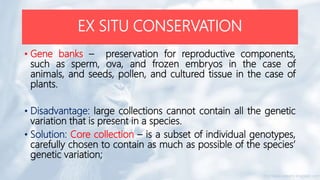 Genetics Chapter 24:Conservation Genetics | PPTX