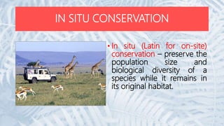 Genetics Chapter 24:Conservation Genetics | PPTX