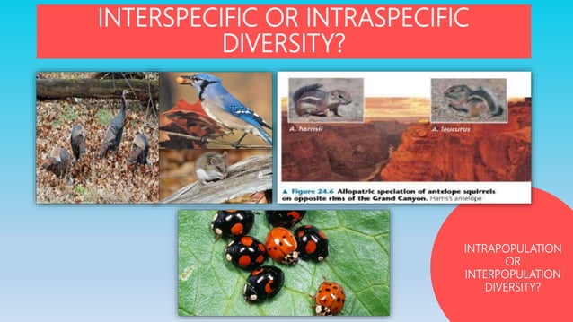 Genetics Chapter 24:Conservation Genetics | PPTX | Genetics | Science