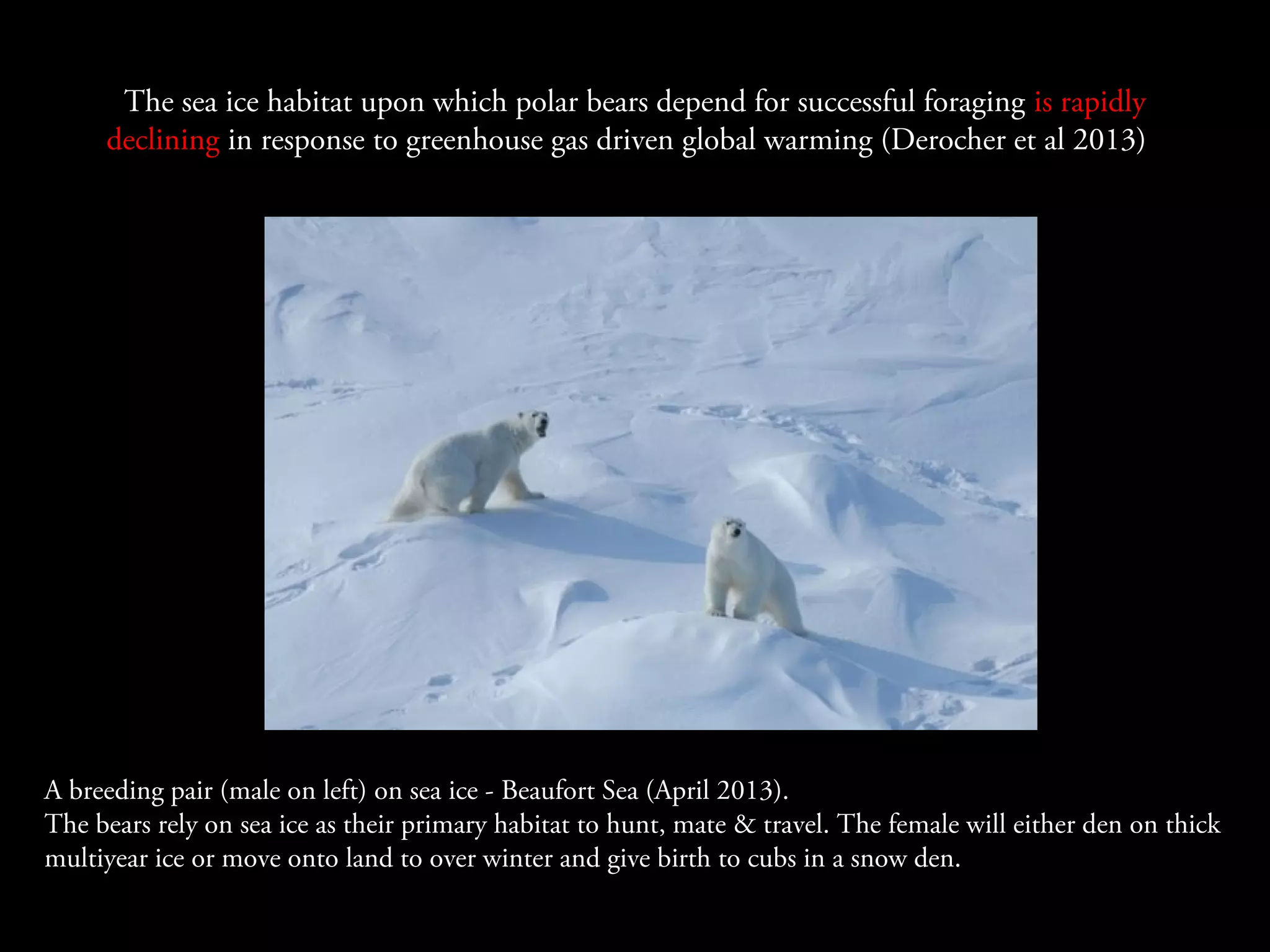 A Photo Essay: Rapid ecosystem change and polar bear conservation ...