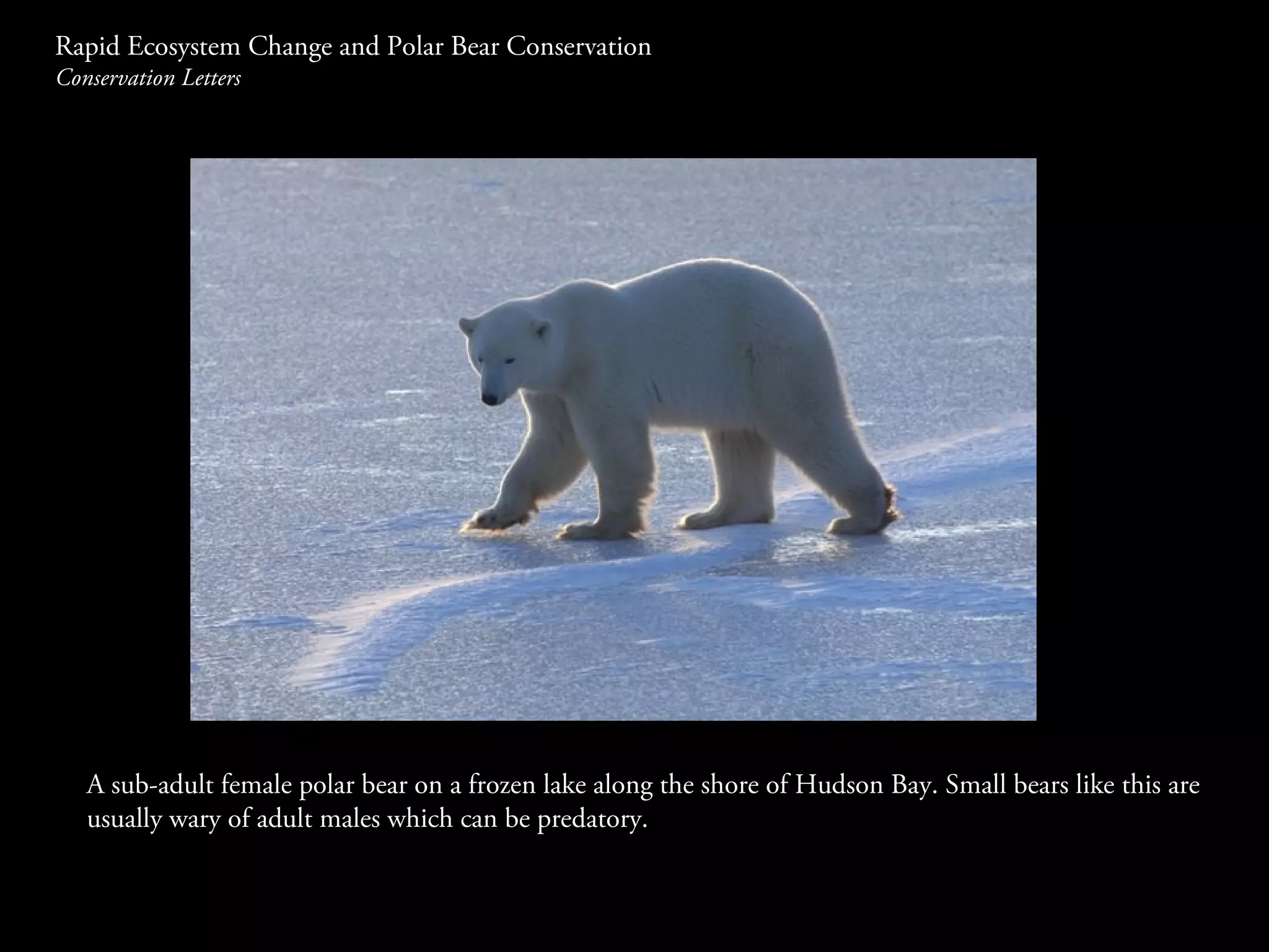 A Photo Essay: Rapid ecosystem change and polar bear conservation ...