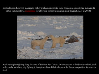 A Photo Essay: Rapid ecosystem change and polar bear conservation ...